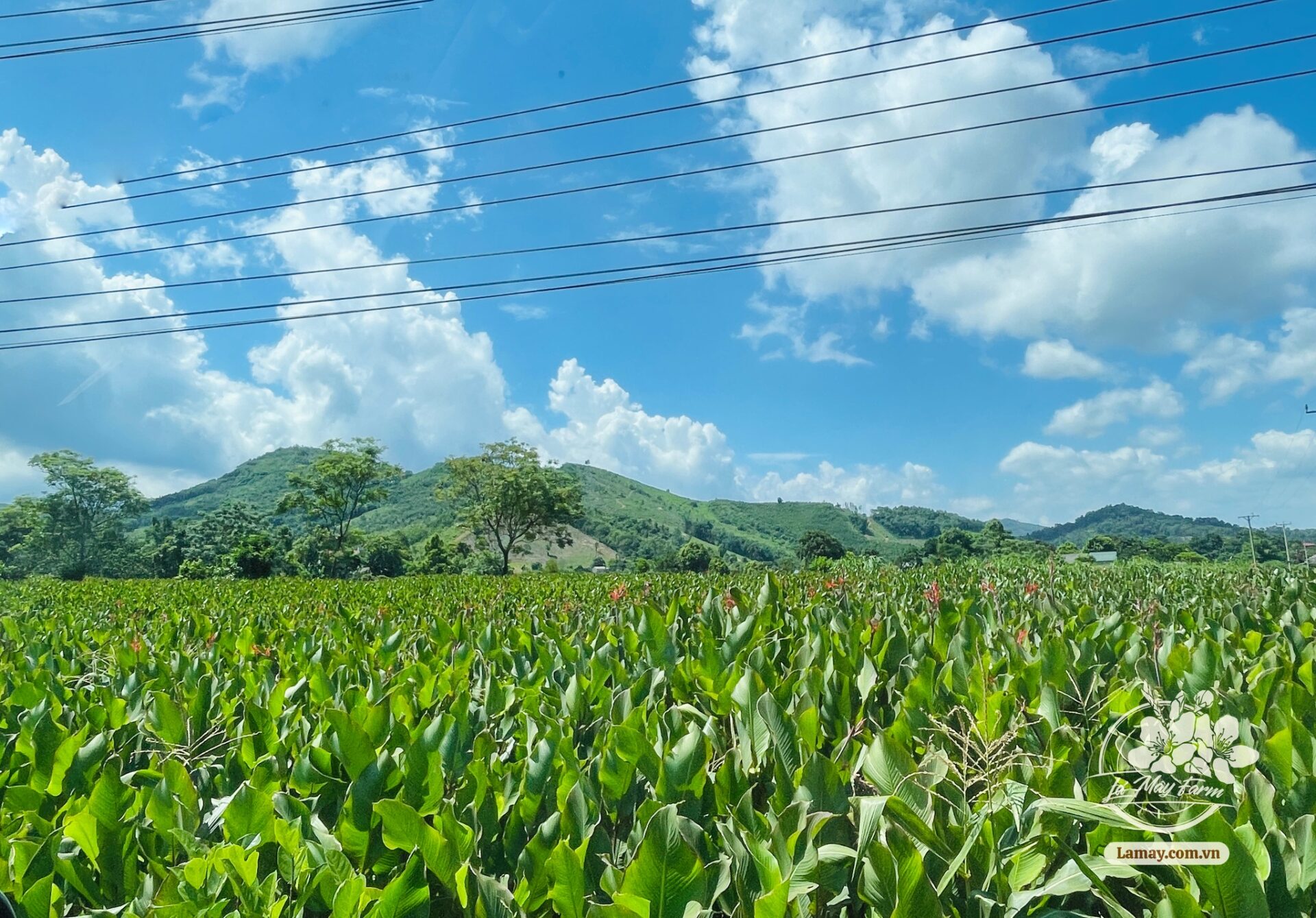 Lá Mây Farm Hòa Bình - LÁ MÂY FARM
